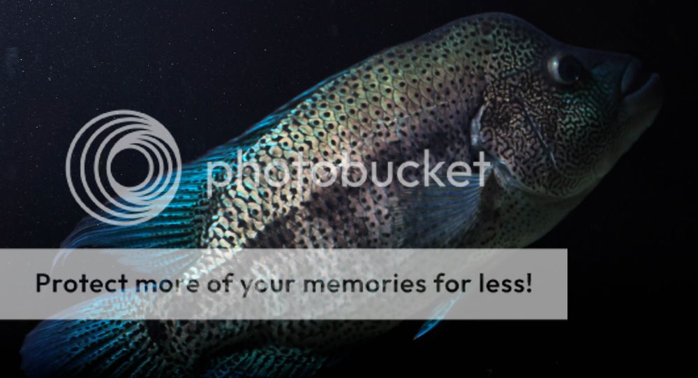 Parachromis POWER!!! Lets See Your Guapotes | MonsterFishKeepers.com