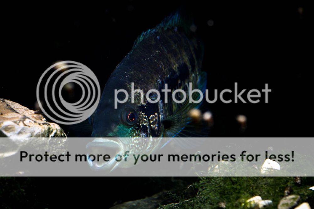 Parachromis POWER!!! Lets See Your Guapotes | MonsterFishKeepers.com