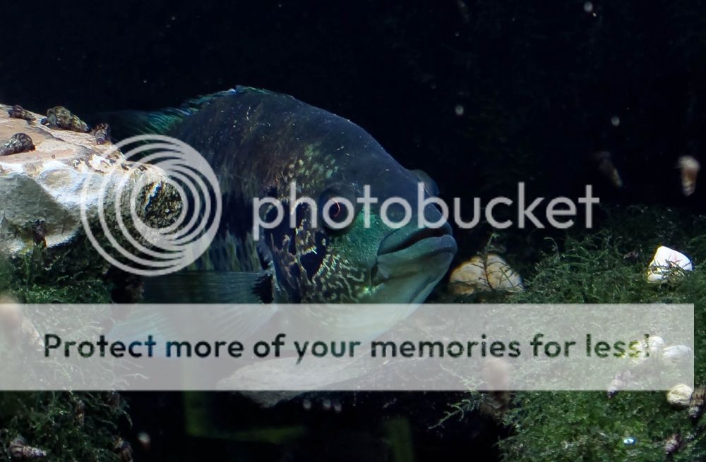 Parachromis POWER!!! Lets See Your Guapotes | MonsterFishKeepers.com